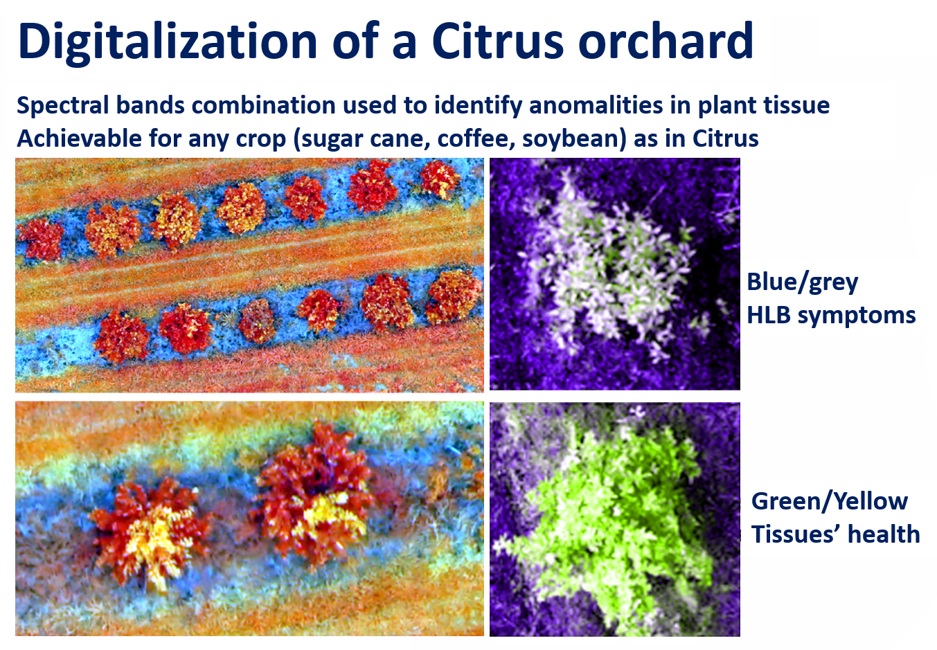 Los drones que pueden detectar árboles de cítricos infectados con HLB ...